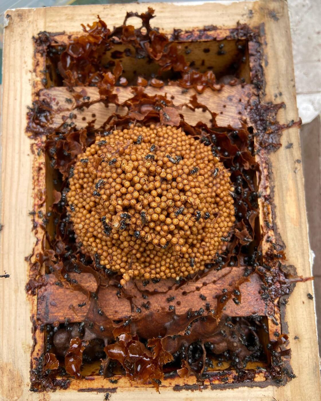 Shop | Cairns Native Bee